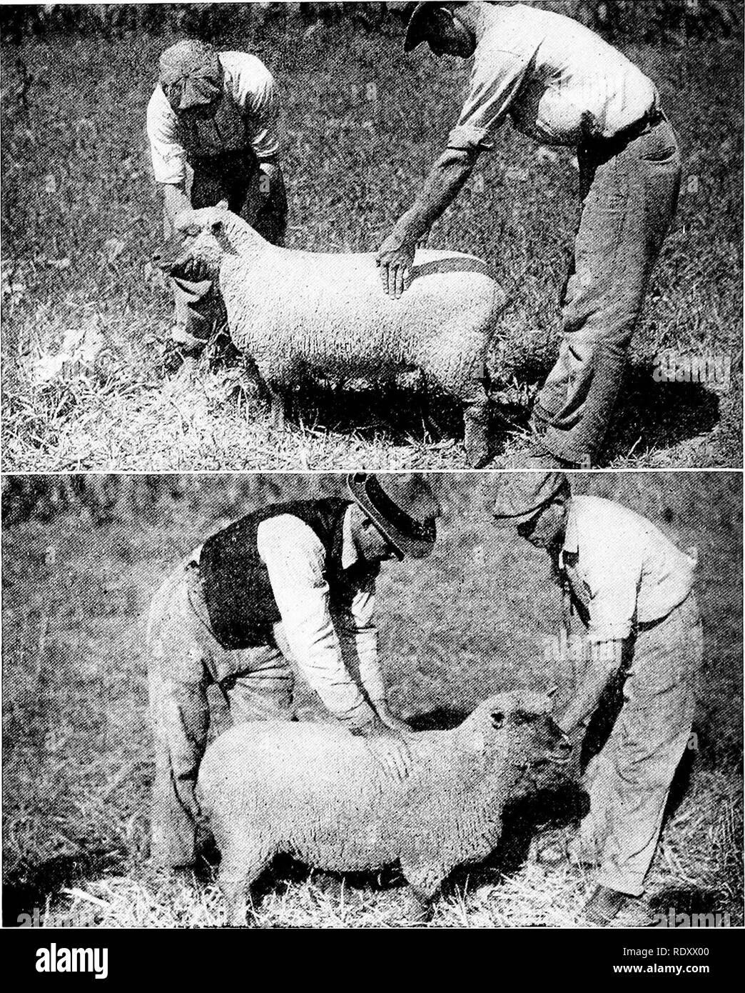 Well muscled neck hi-res stock photography and images - Alamy