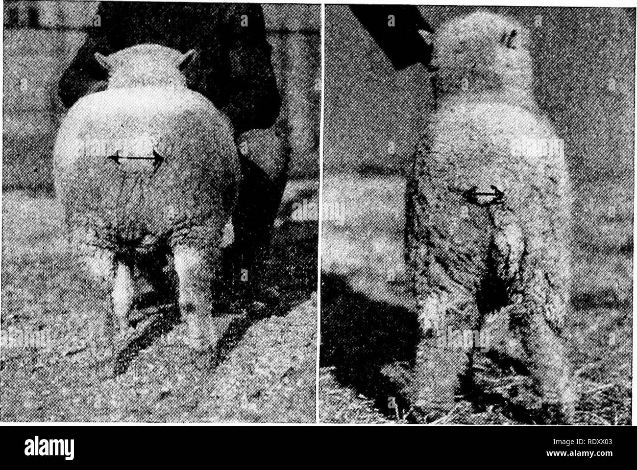 On barrel rib hi-res stock photography and images - Alamy