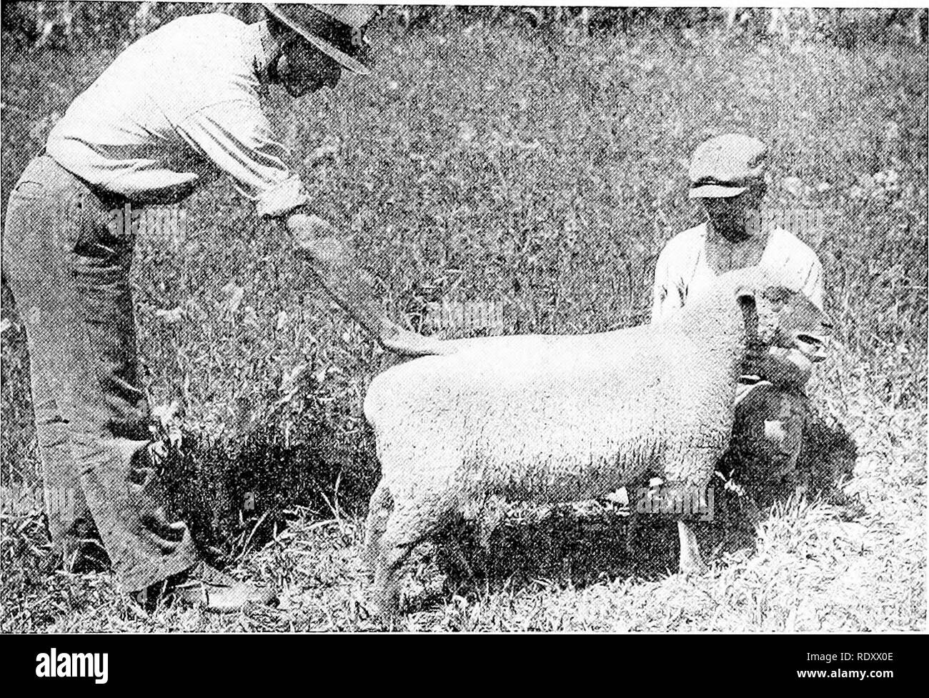 . Productive sheep husbandry . Sheep. HANDLING THE SHEEP 85 (3) Rear ...