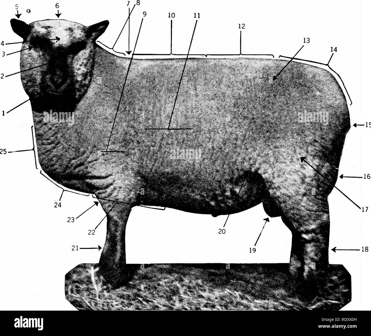 . Productive sheep husbandry . Sheep. LOOKING THE SHEEP OVER 83 length ...