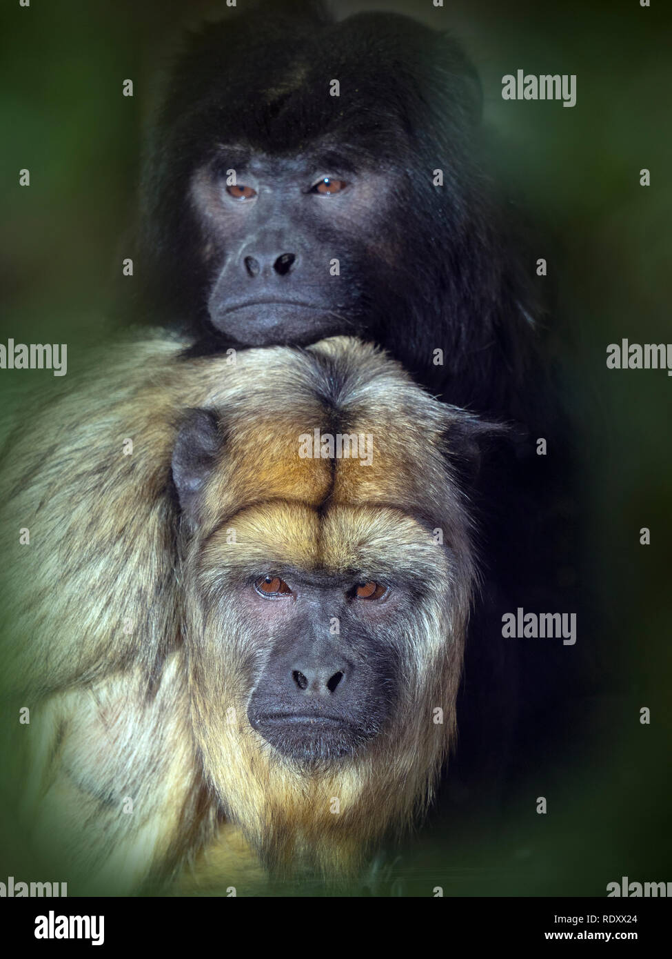 Black howler Alouatta caraya also known as black-and-gold howler ...