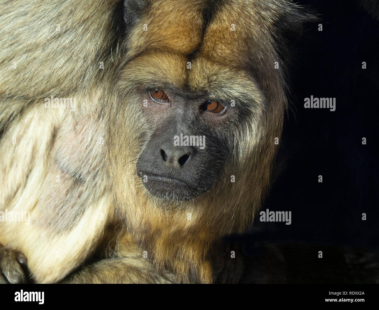 Black howler Alouatta caraya also known as black-and-gold howler ...