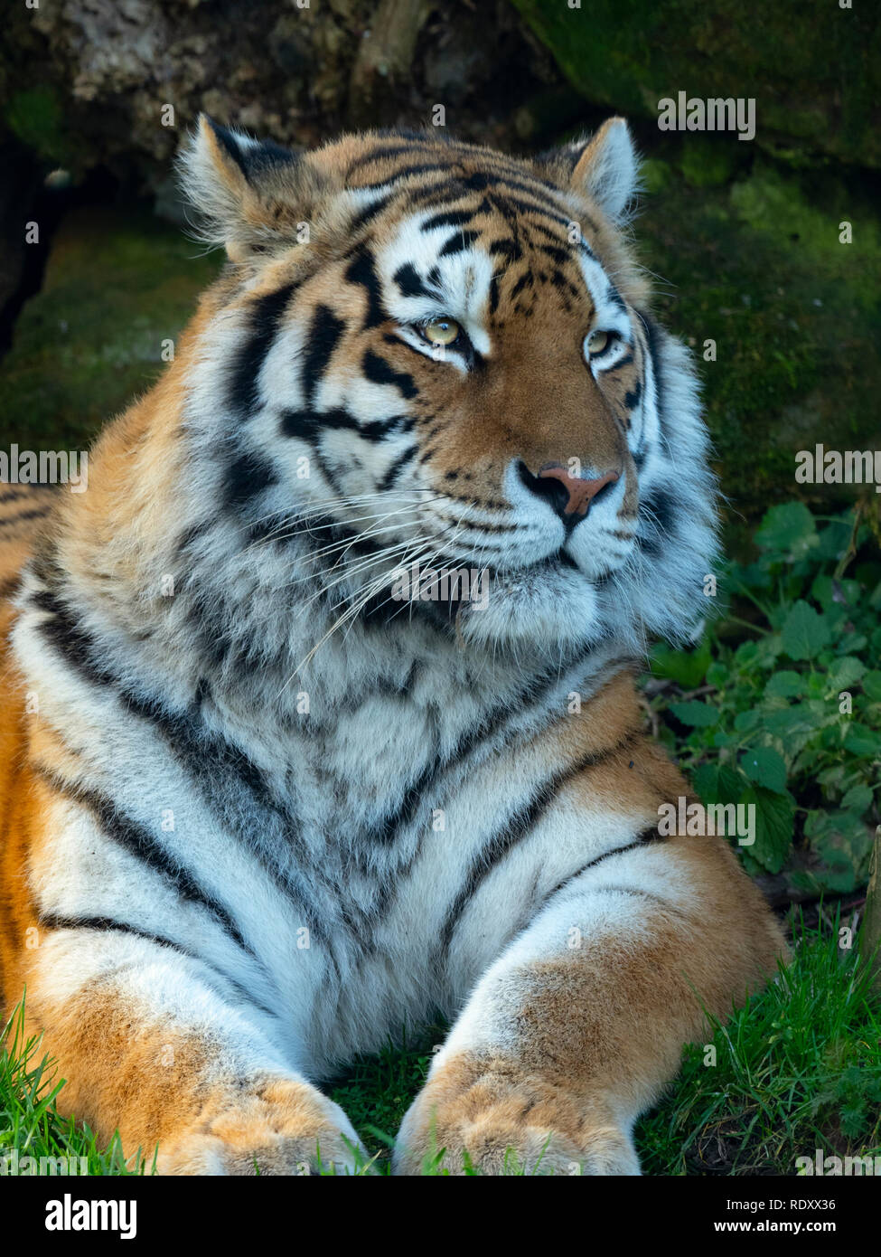 Siberian tigers russia hi-res stock photography and images - Alamy
