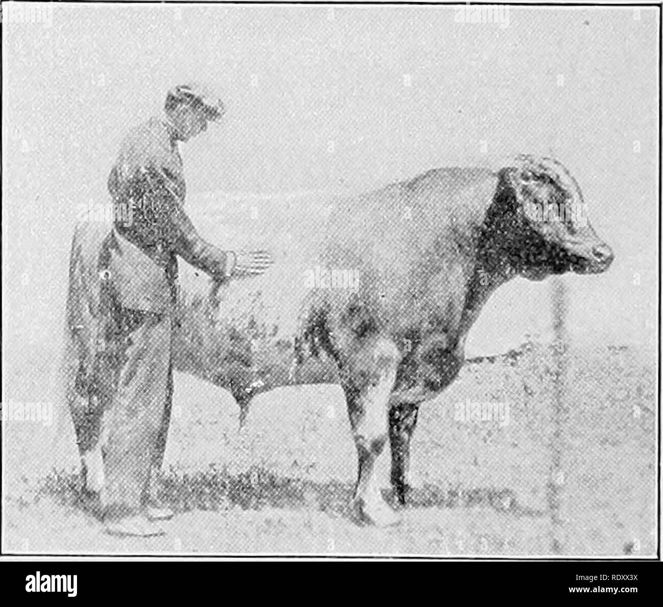 Judge the quality of the animal Black and White Stock Photos & Images ...