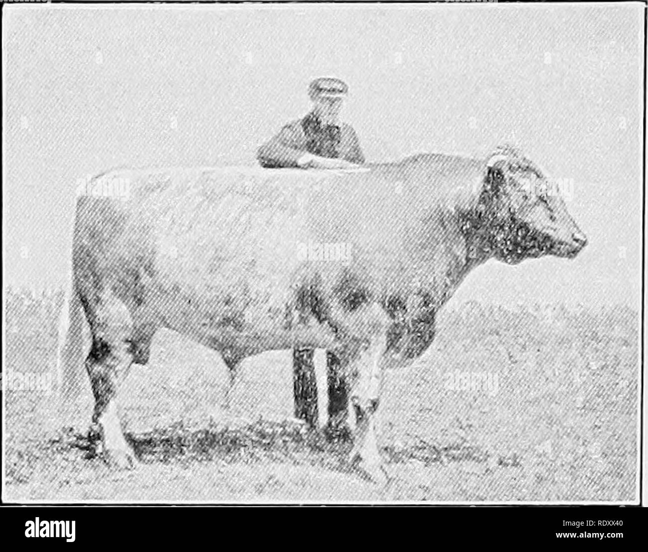 Judge the quality of the animal Black and White Stock Photos & Images ...