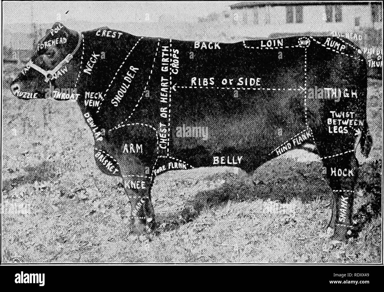 Beef producing animals Black and White Stock Photos & Images - Alamy