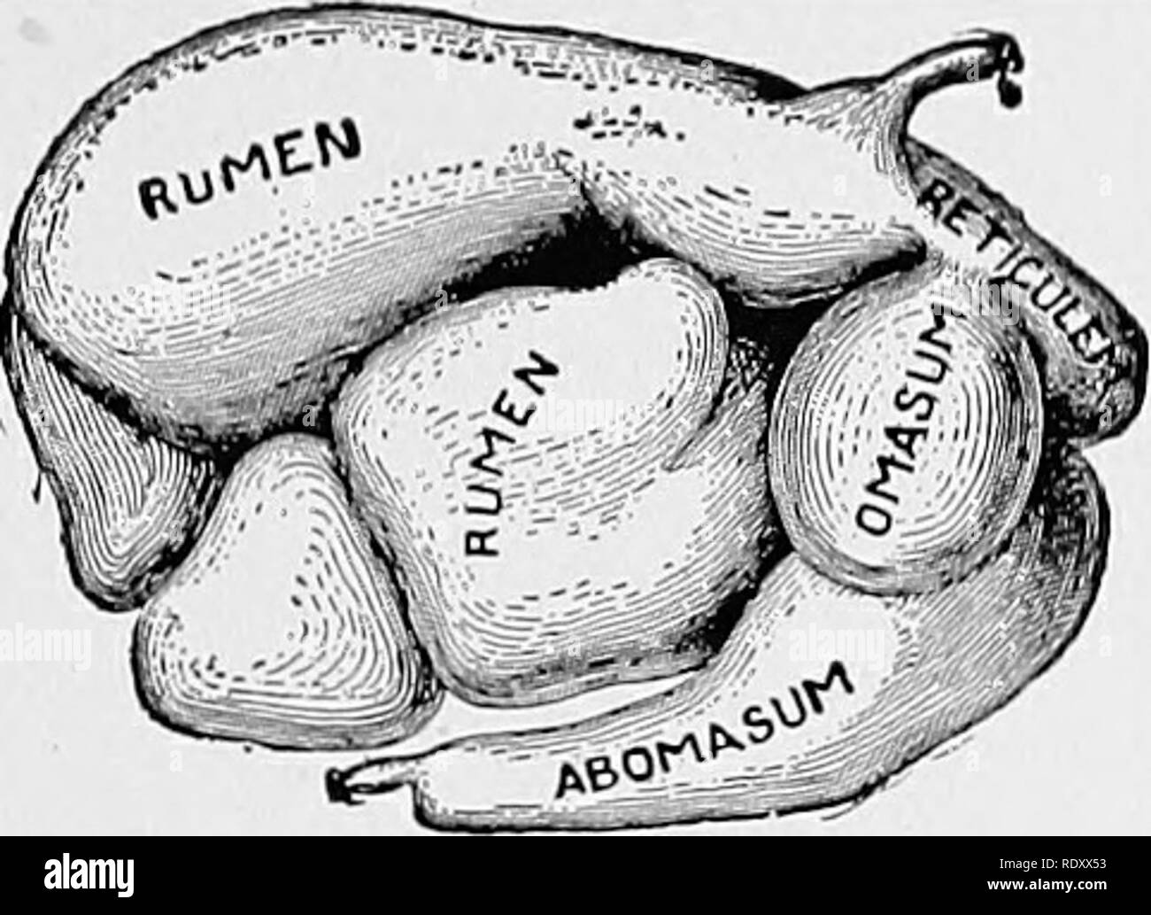 Intestin Black and White Stock Photos & Images - Alamy