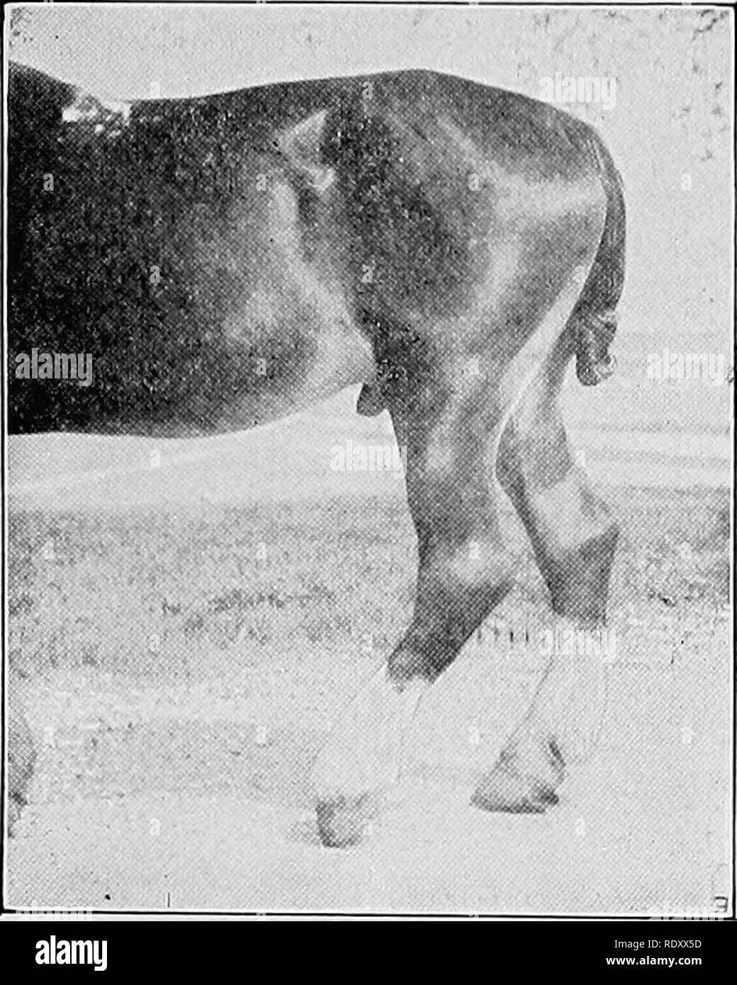. Judging farm animals . Livestock. DEFECTS IN THE HORSE 207 seated ...