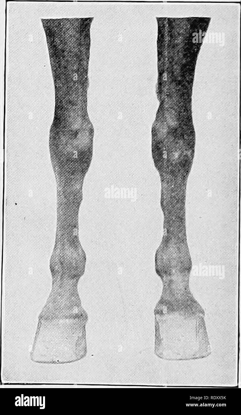Splint bone Black and White Stock Photos & Images - Alamy