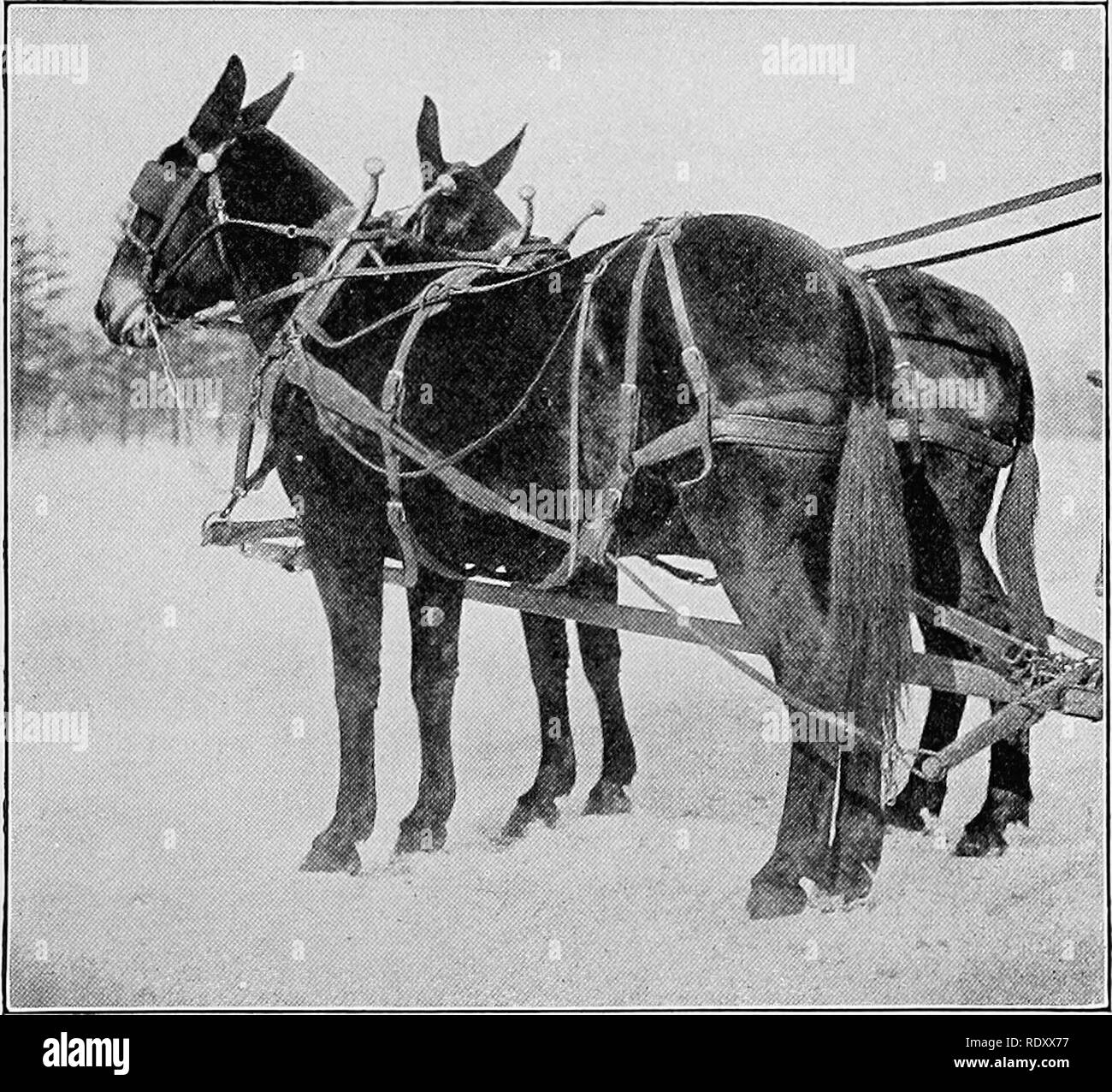 Mule mare with Black and White Stock Photos & Images - Alamy
