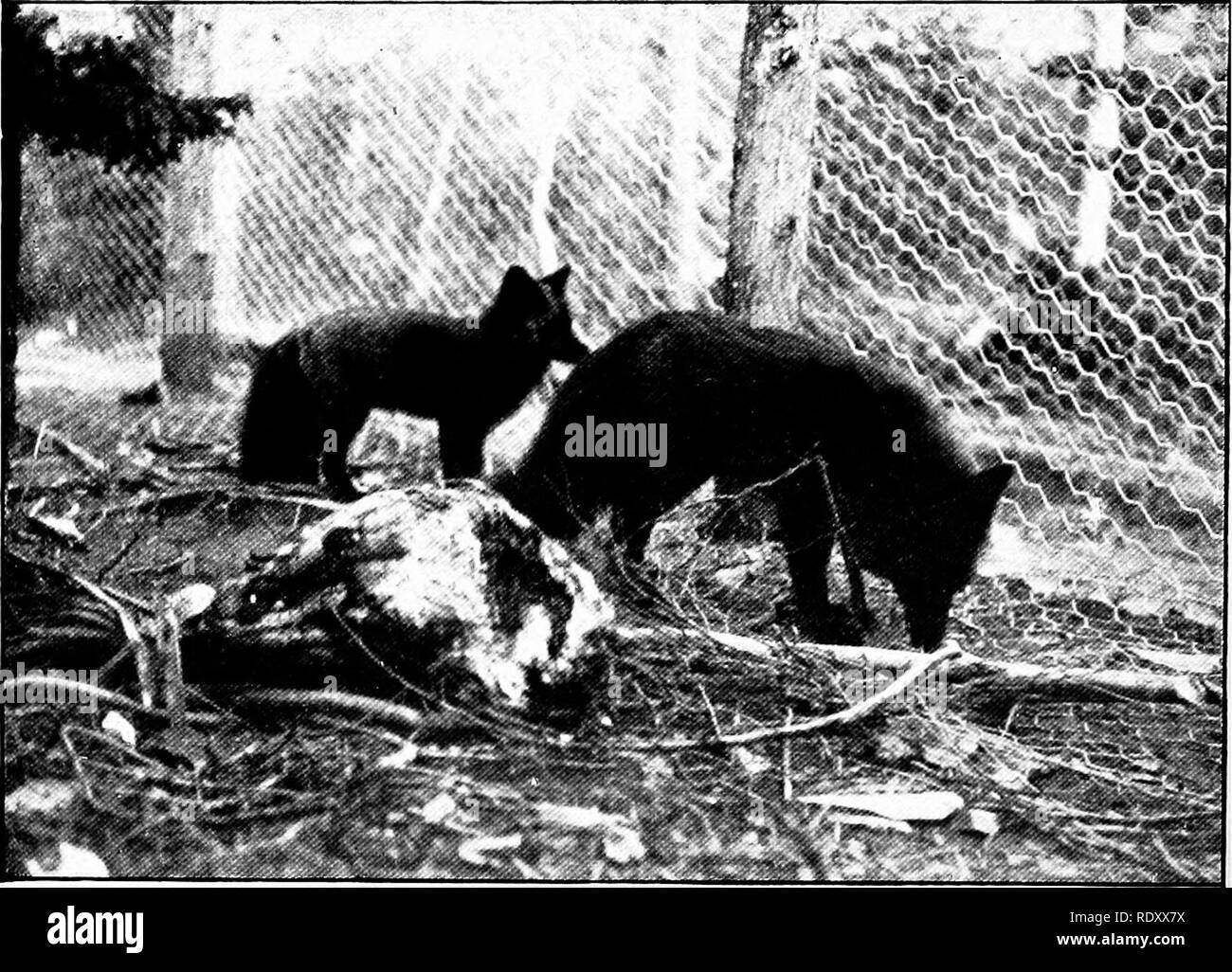 Male and female mated pair Black and White Stock Photos & Images - Alamy