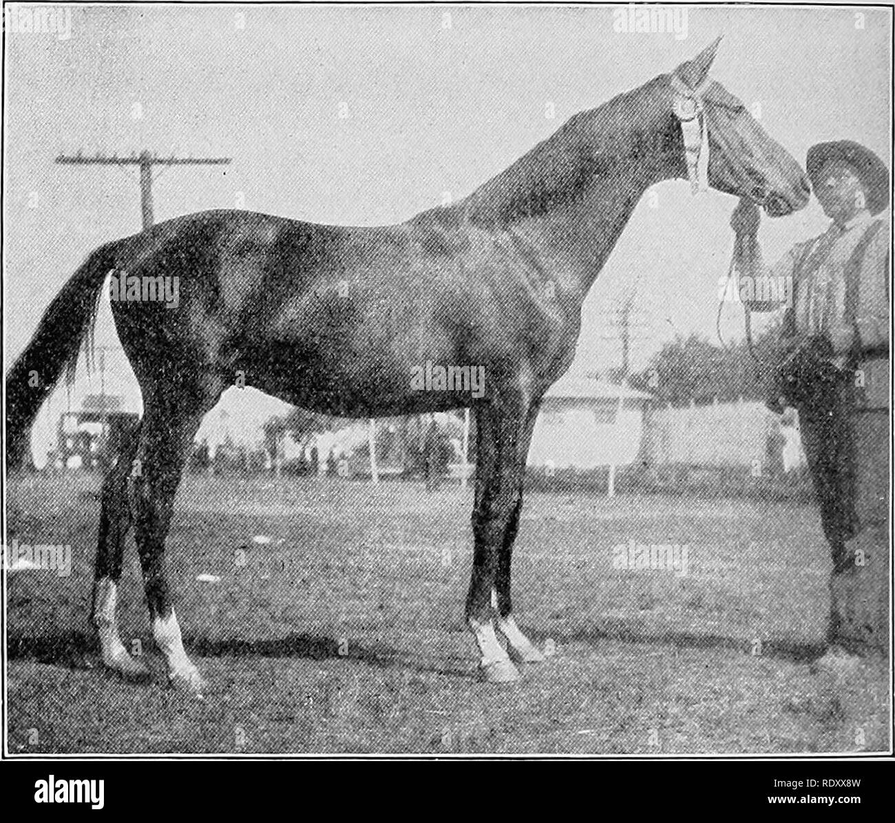 Hindquarter of horse Black and White Stock Photos & Images - Alamy