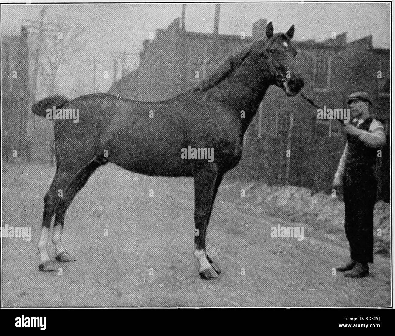 Horse arching neck hi-res stock photography and images - Alamy