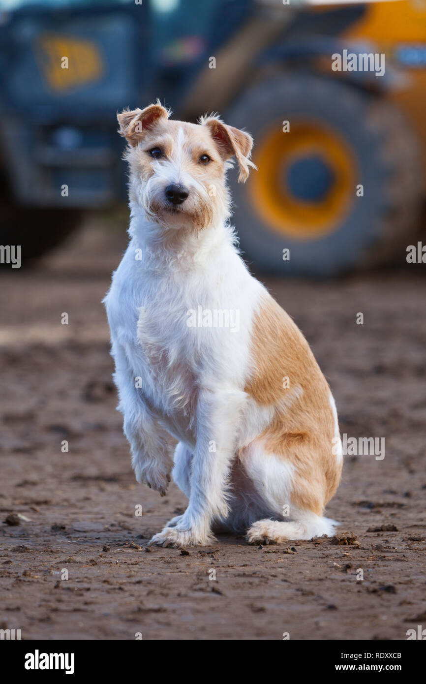 A Terrier type dog outside on a farm in the UK Stock Photo - Alamy