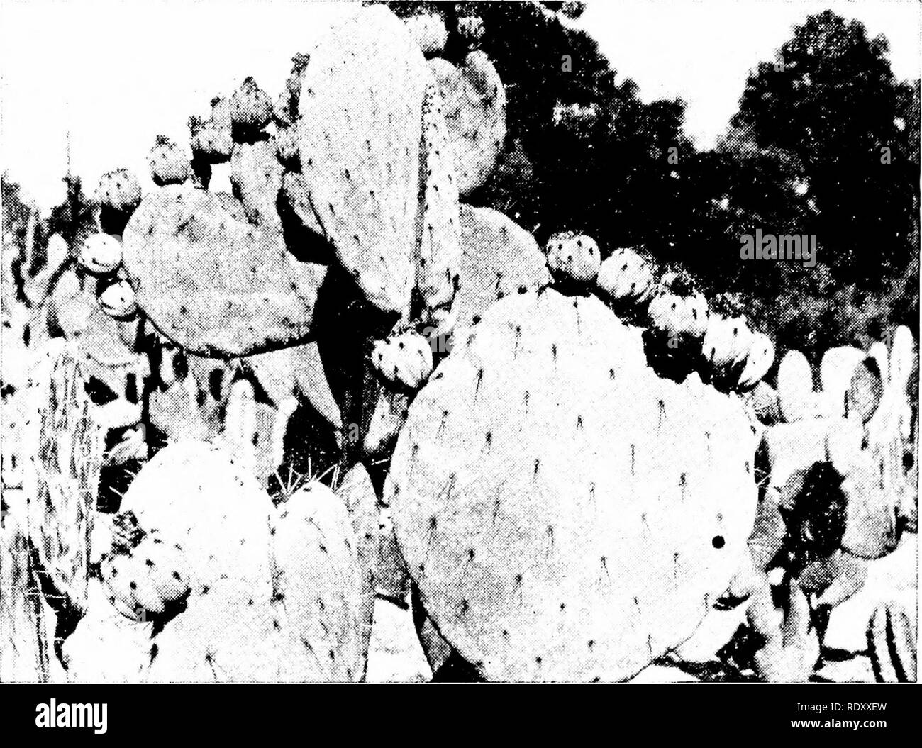 Example of xerophytes hi-res stock photography and images - Alamy