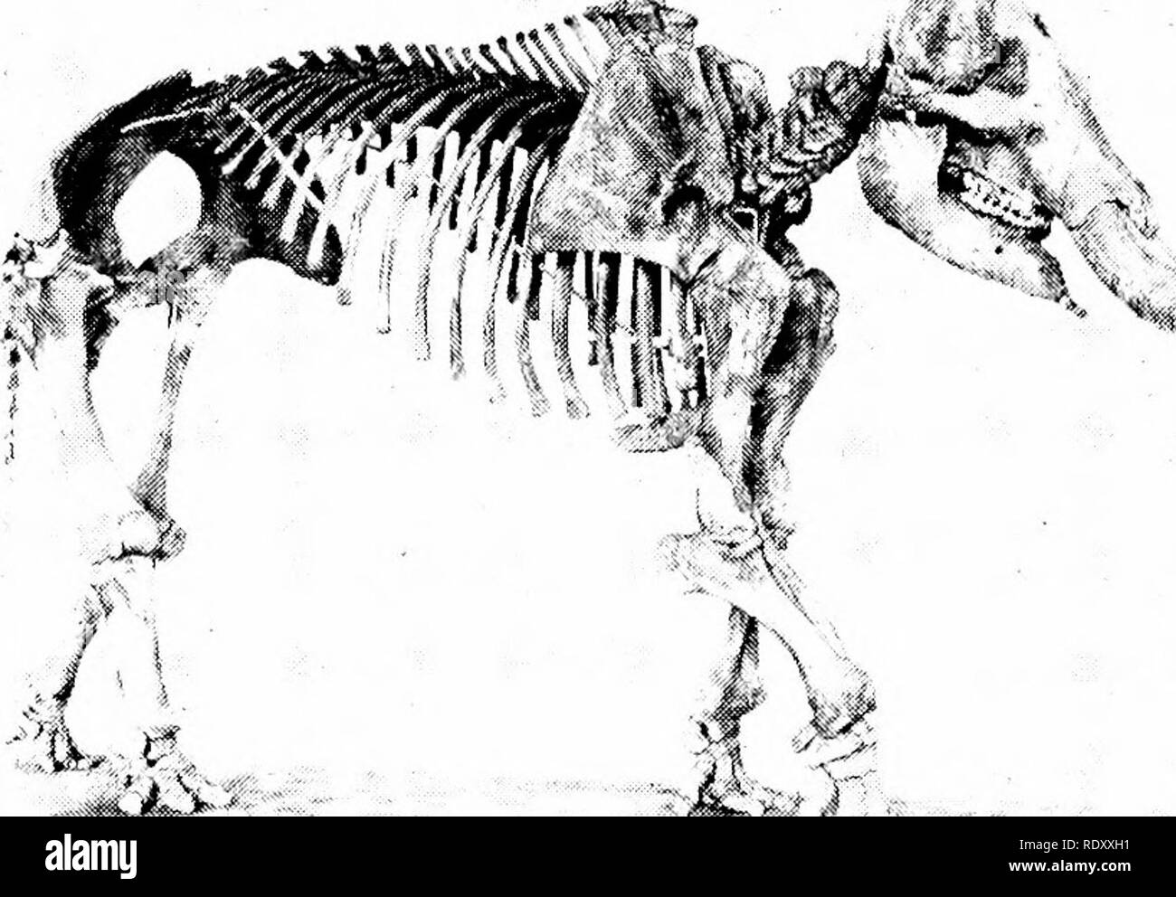 Tertiary Period Primates