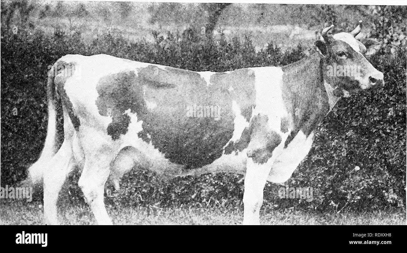 Guernsey cows Black and White Stock Photos & Images - Alamy