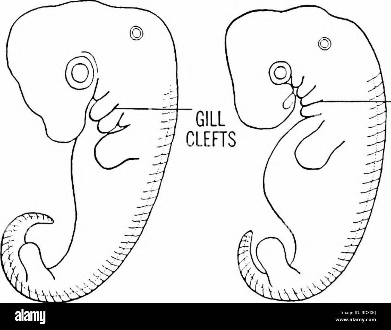 Shark biology Black and White Stock Photos & Images - Alamy