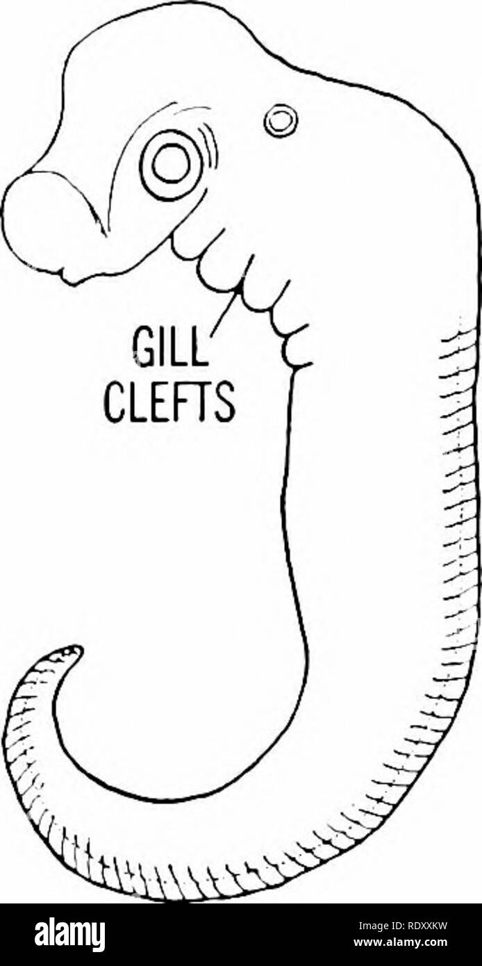 Mutation and natural selection Black and White Stock Photos & Images ...