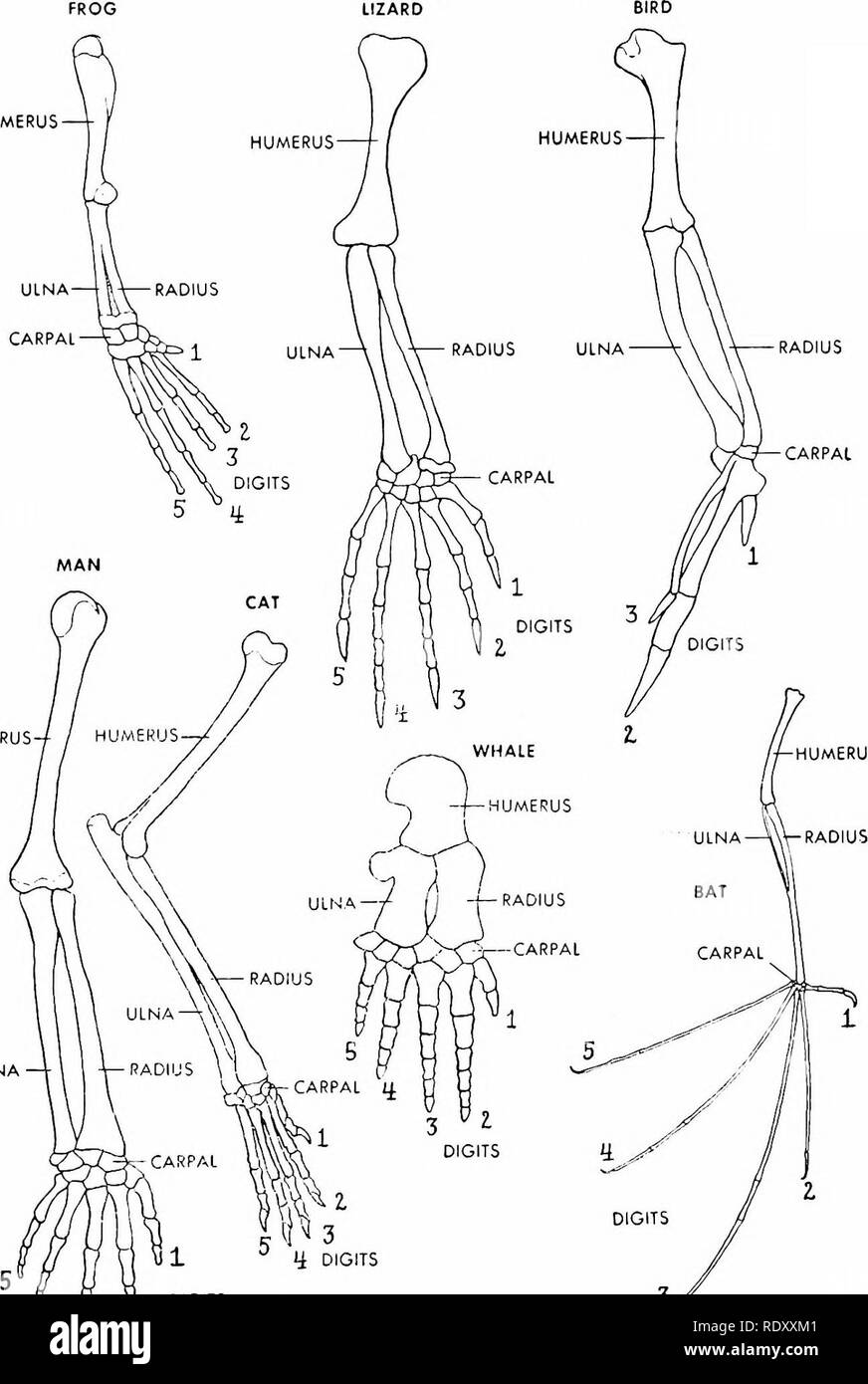 Forelimbs of various vertebrates hi-res stock photography and images ...