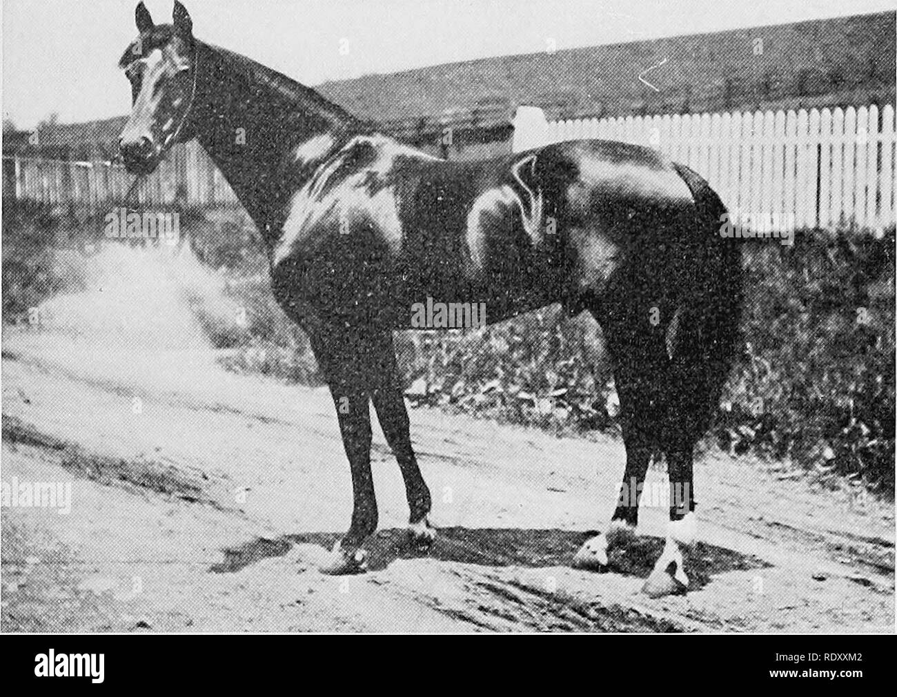 Standard bred horse Black and White Stock Photos & Images - Alamy