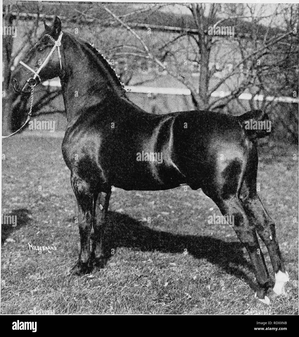 . Productive horse husbandry. Horses; Horses. THE HEAVY HARNESS BREEDS ...