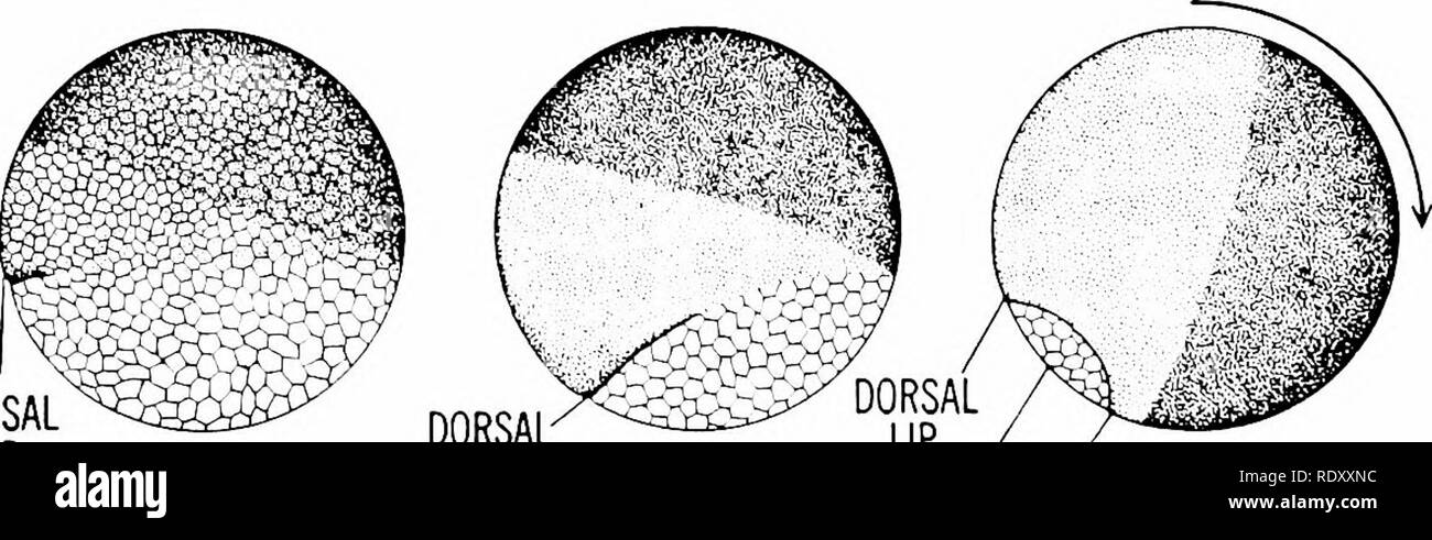 Frog blastula hi-res stock photography and images - Alamy