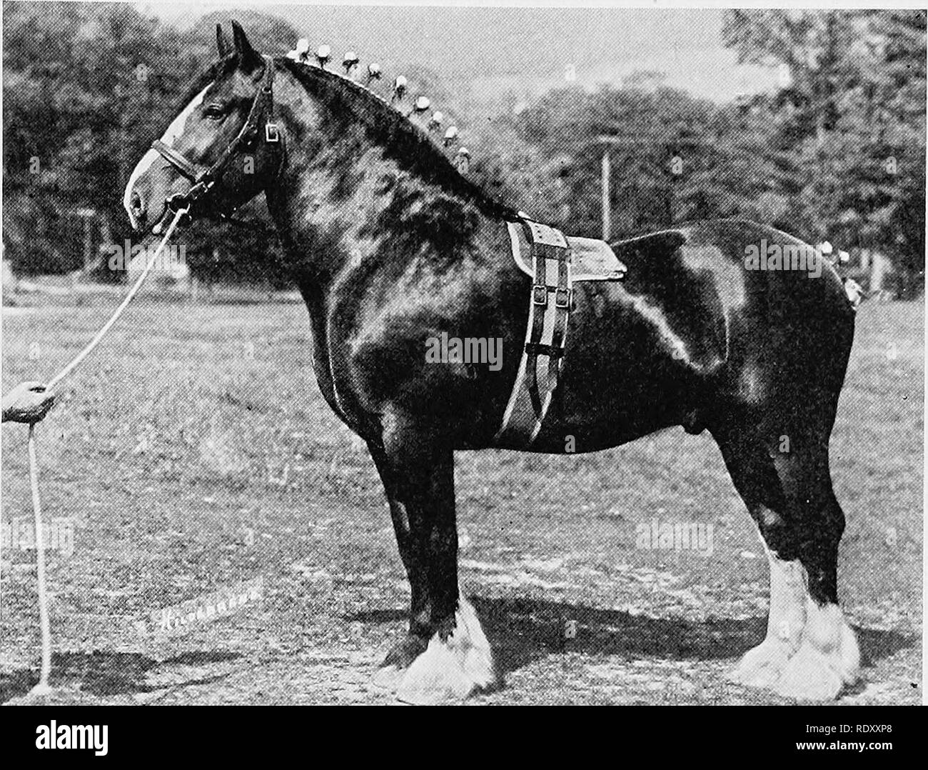 Impressive Horse Breed