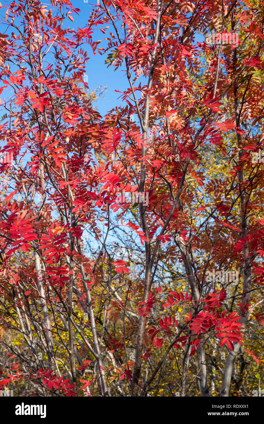 Vogelbeere, Eberesche, Herbstlaub, Herbstfarben, Vogel-Beere ...