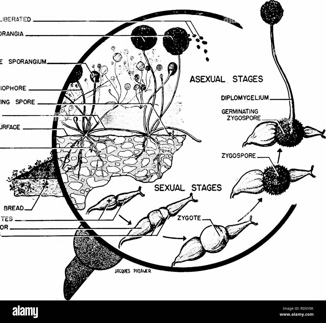 Asexual Reproduction In Plants Spore Formation