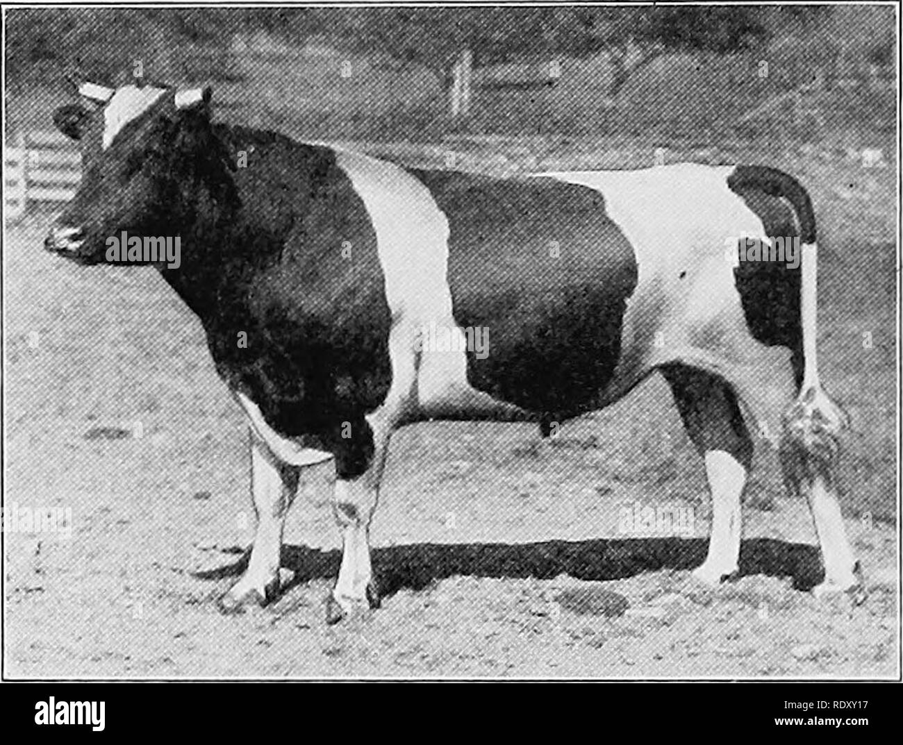 . Types and breeds of farm animals. Livestock. 364 CATTLE pounds ...