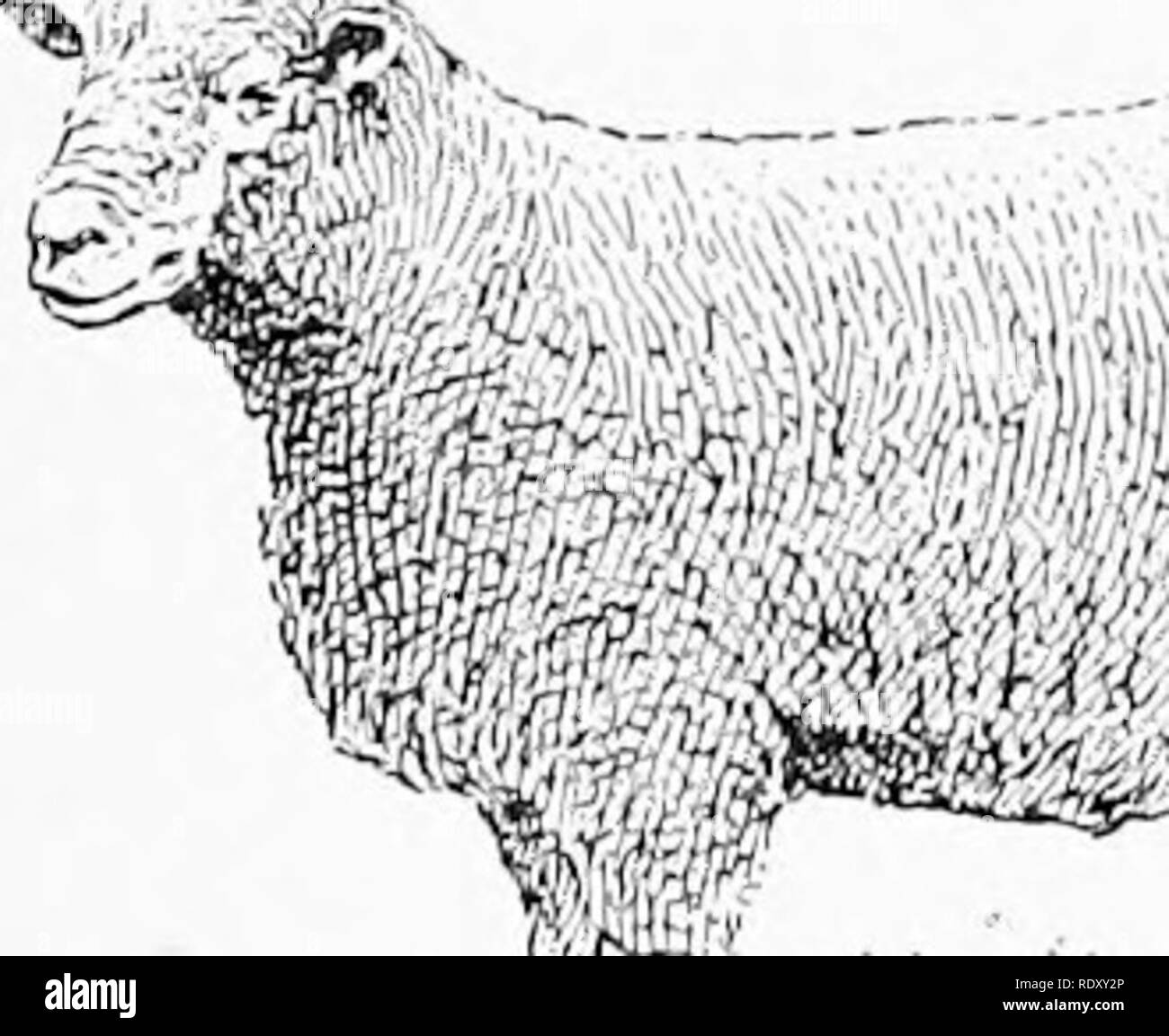 . The breeds of live-stock : by live-stock breeders . Livestock. 886 ...