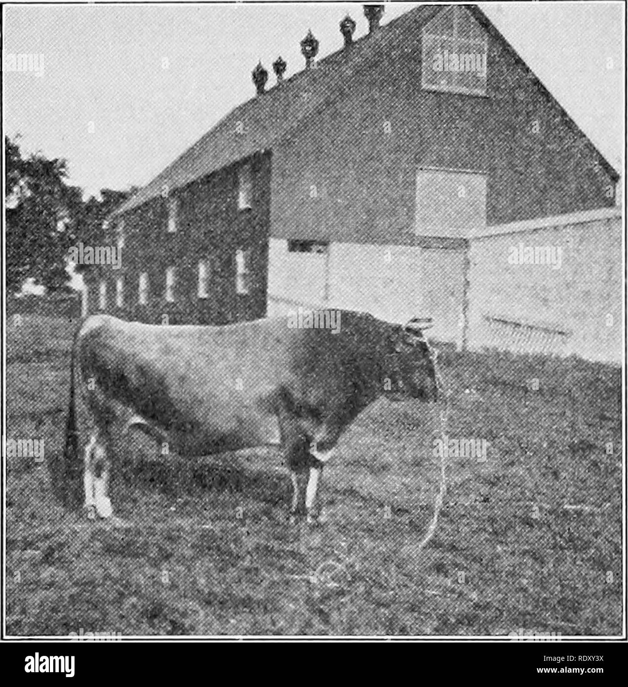 Five year old jersey cow hi-res stock photography and images - Alamy