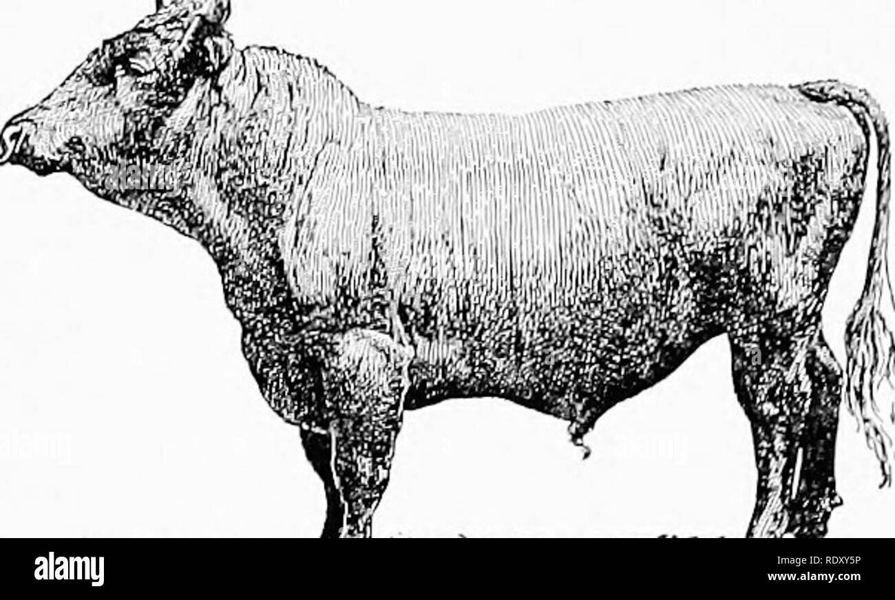 Dexter cattle Black and White Stock Photos & Images - Alamy