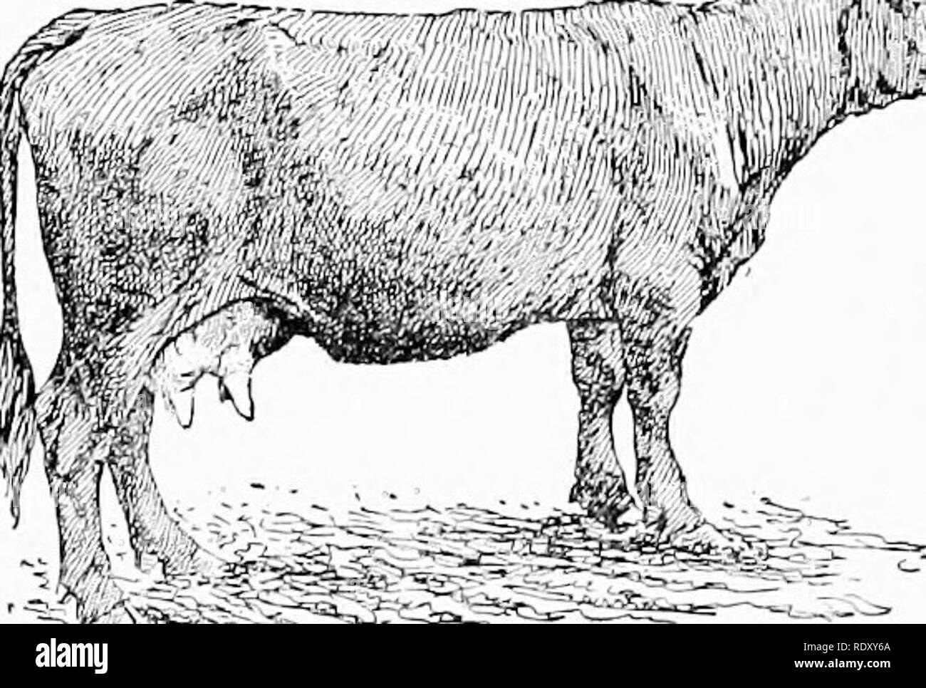 Springing Cow High Resolution Stock Photography and Images - Alamy