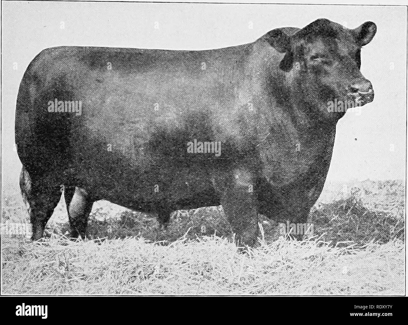 . Types and breeds of farm animals. Livestock. THE ABERDEEN-ANGUS 281 ...
