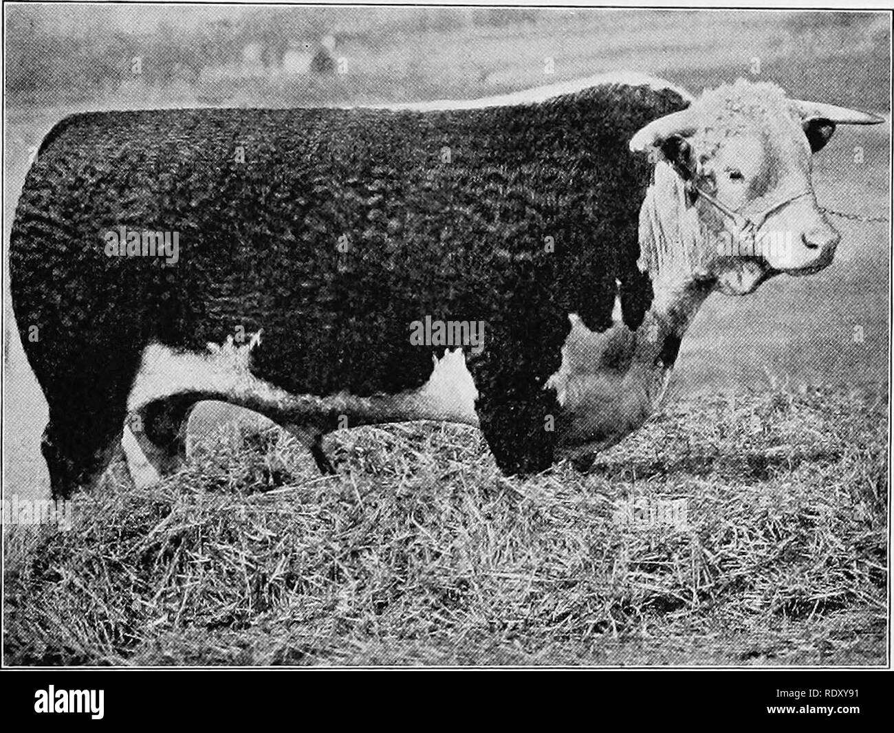 . Types and breeds of farm animals. Livestock. THE HEREFORD 269 many ...
