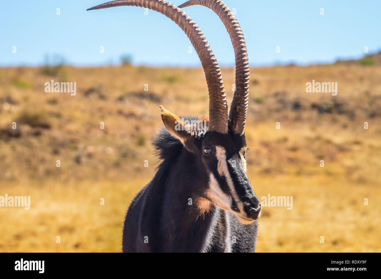 Giant sable antelope angola hi-res stock photography and images - Alamy