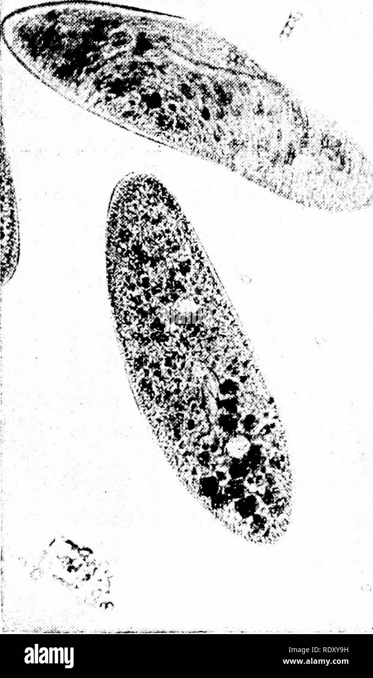 Single celled drawing hi-res stock photography and images - Alamy