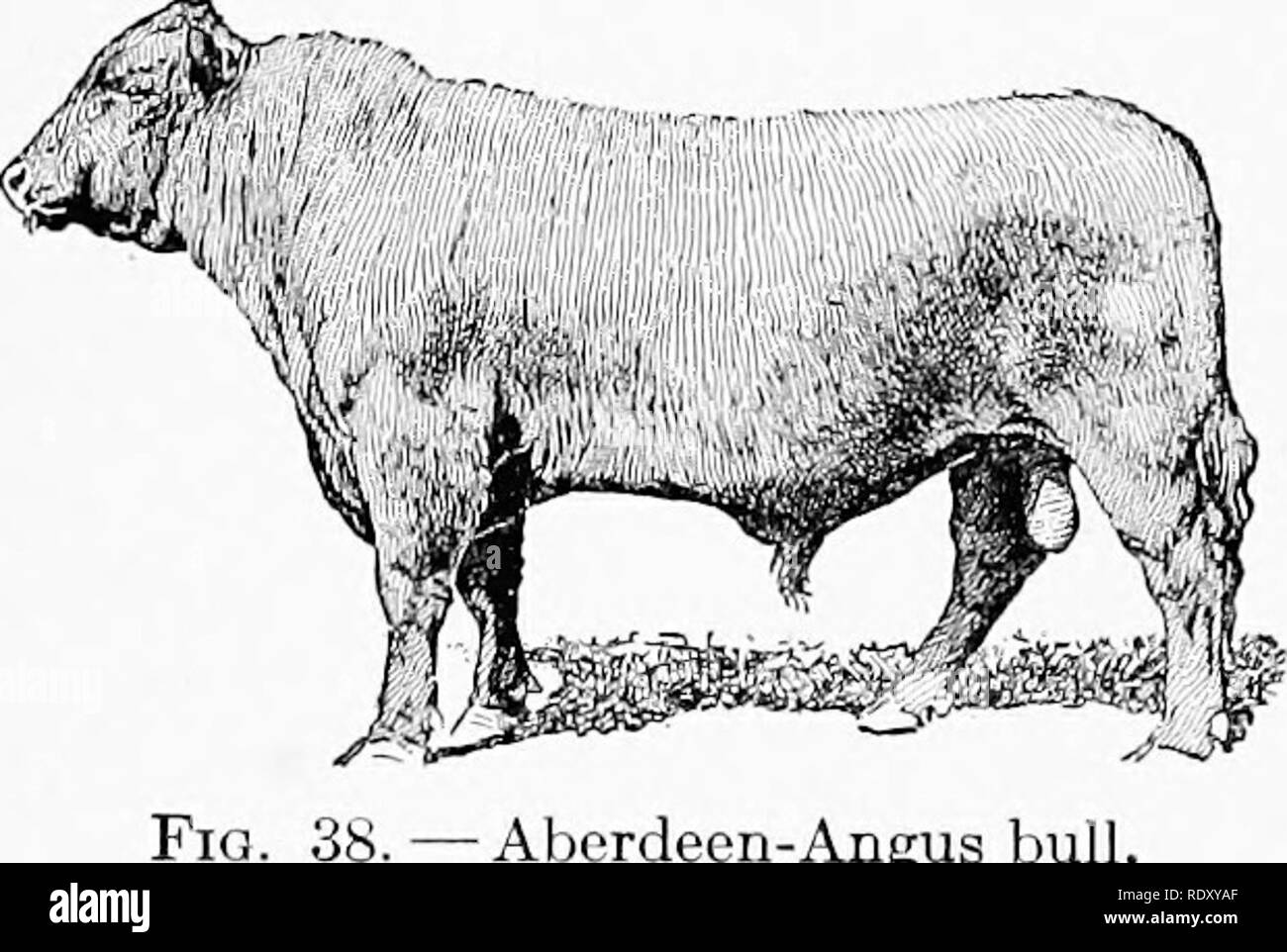 Aberdeen Angus Breed Cattle Black and White Stock Photos & Images - Alamy