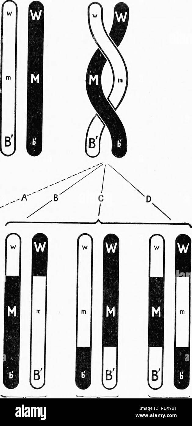 Crossing over biology Black and White Stock Photos & Images - Alamy