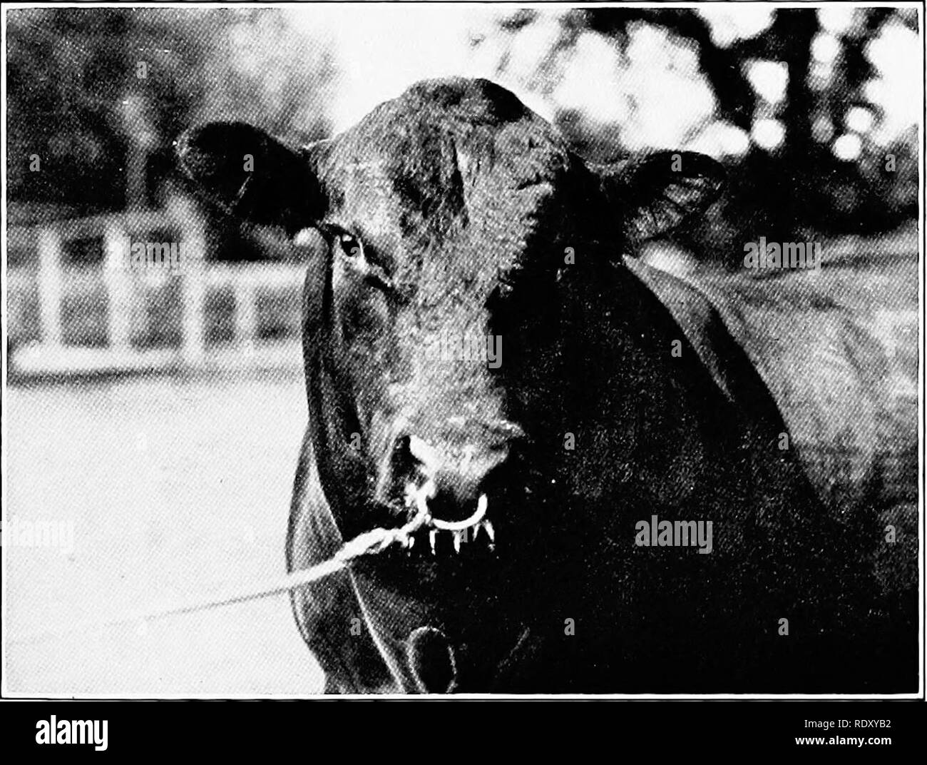 Aberdeen angus bull head hi-res stock photography and images - Alamy