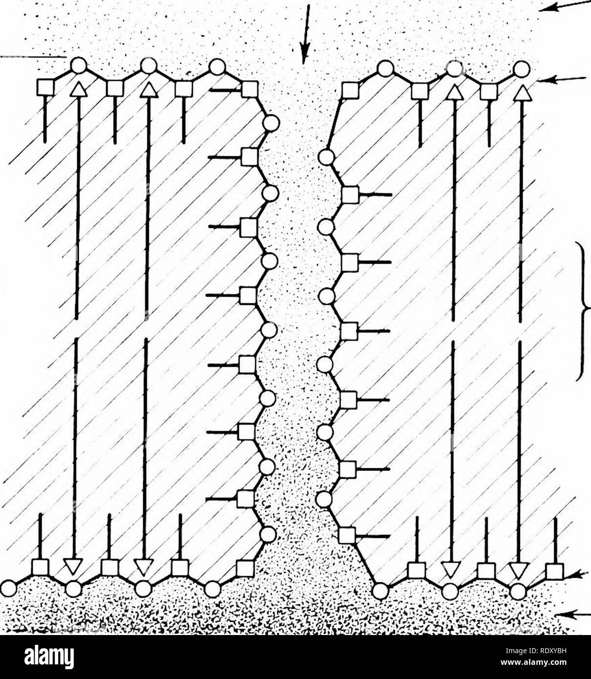 Plasma membrane cell other molecules Black and White Stock Photos ...