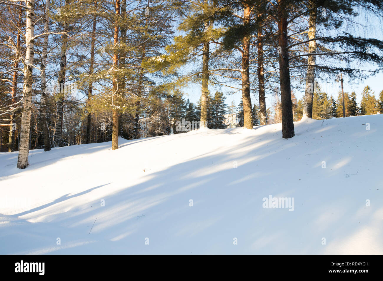 Winter forest landscape at sun rays in Finland Stock Photo - Alamy