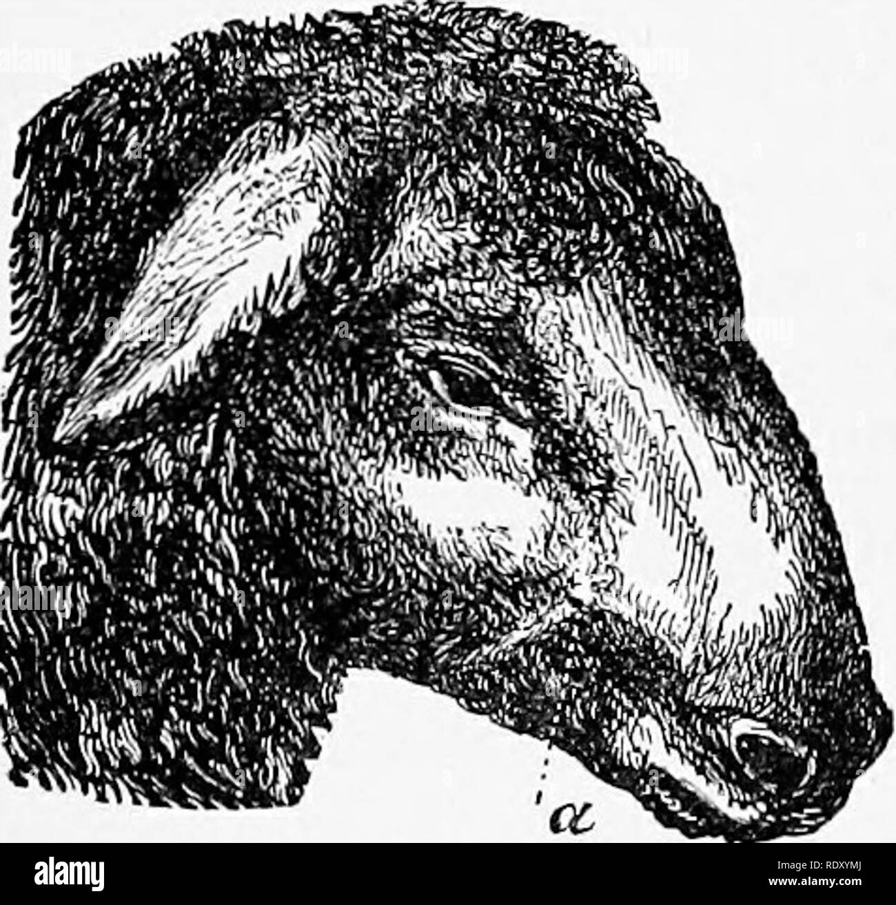 Fleam hi-res stock photography and images - Alamy