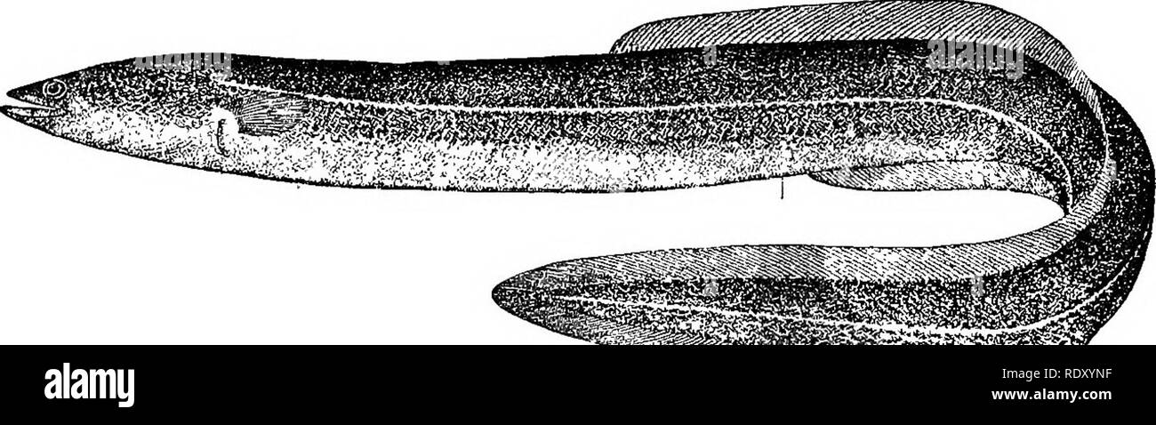 Horned pout hi-res stock photography and images - Alamy