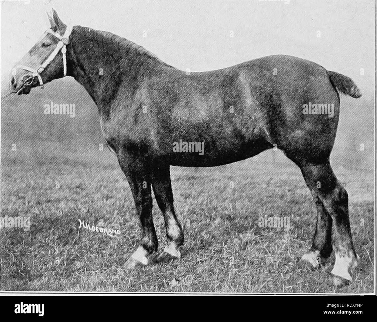 . The fundamentals of live stock judging and selection . Livestock. 120 ...