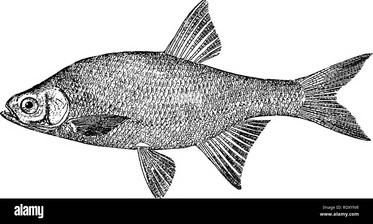 Beautiful goldfish in aquarium Black and White Stock Photos & Images ...