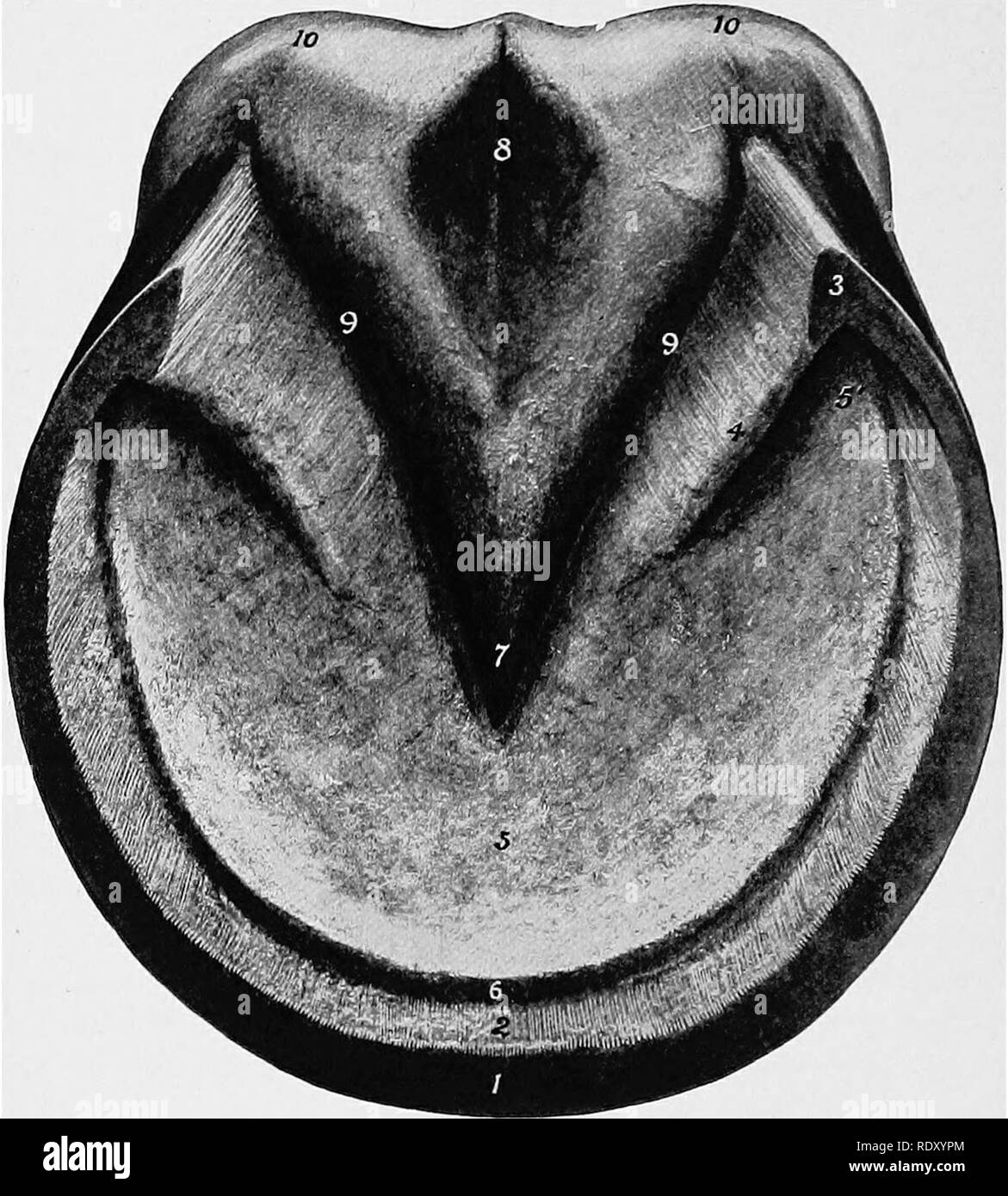 Forehoof hi-res stock photography and images - Alamy