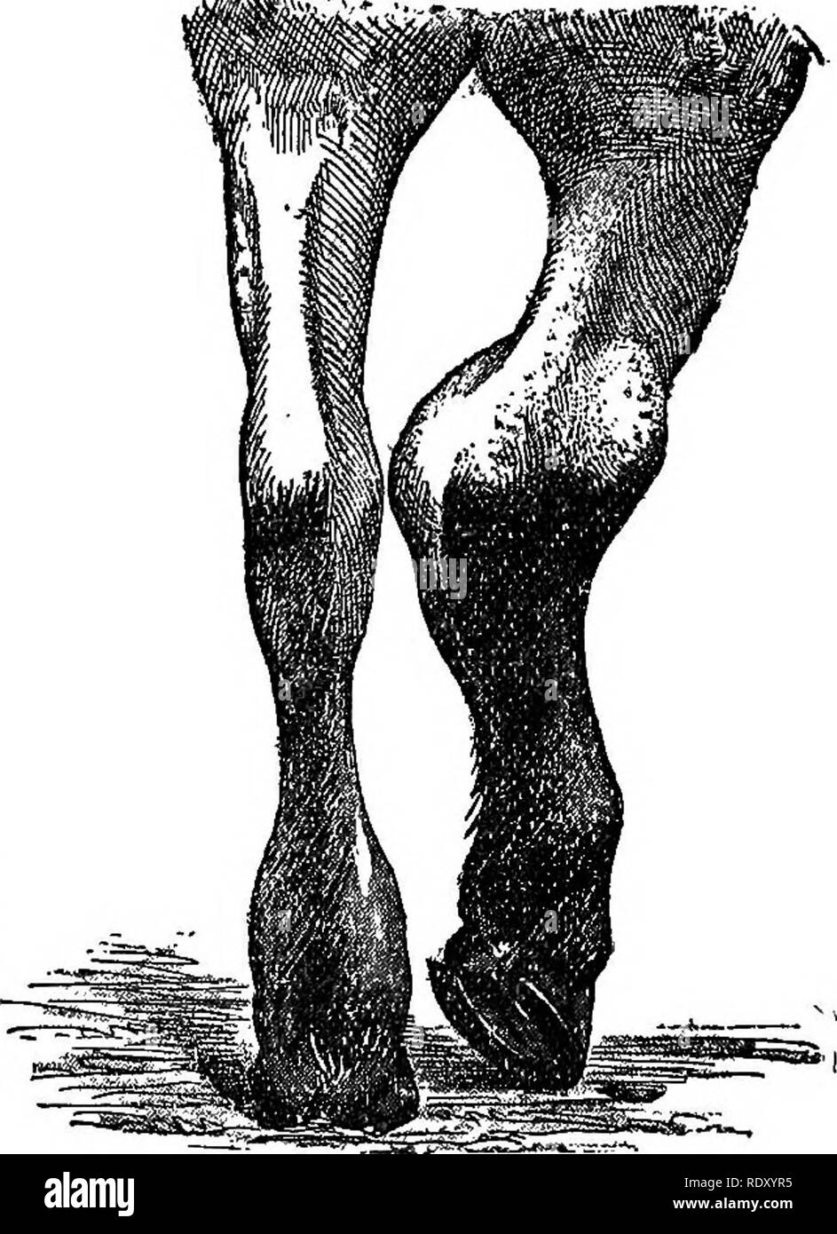 Treatment of dropsy hi-res stock photography and images - Alamy